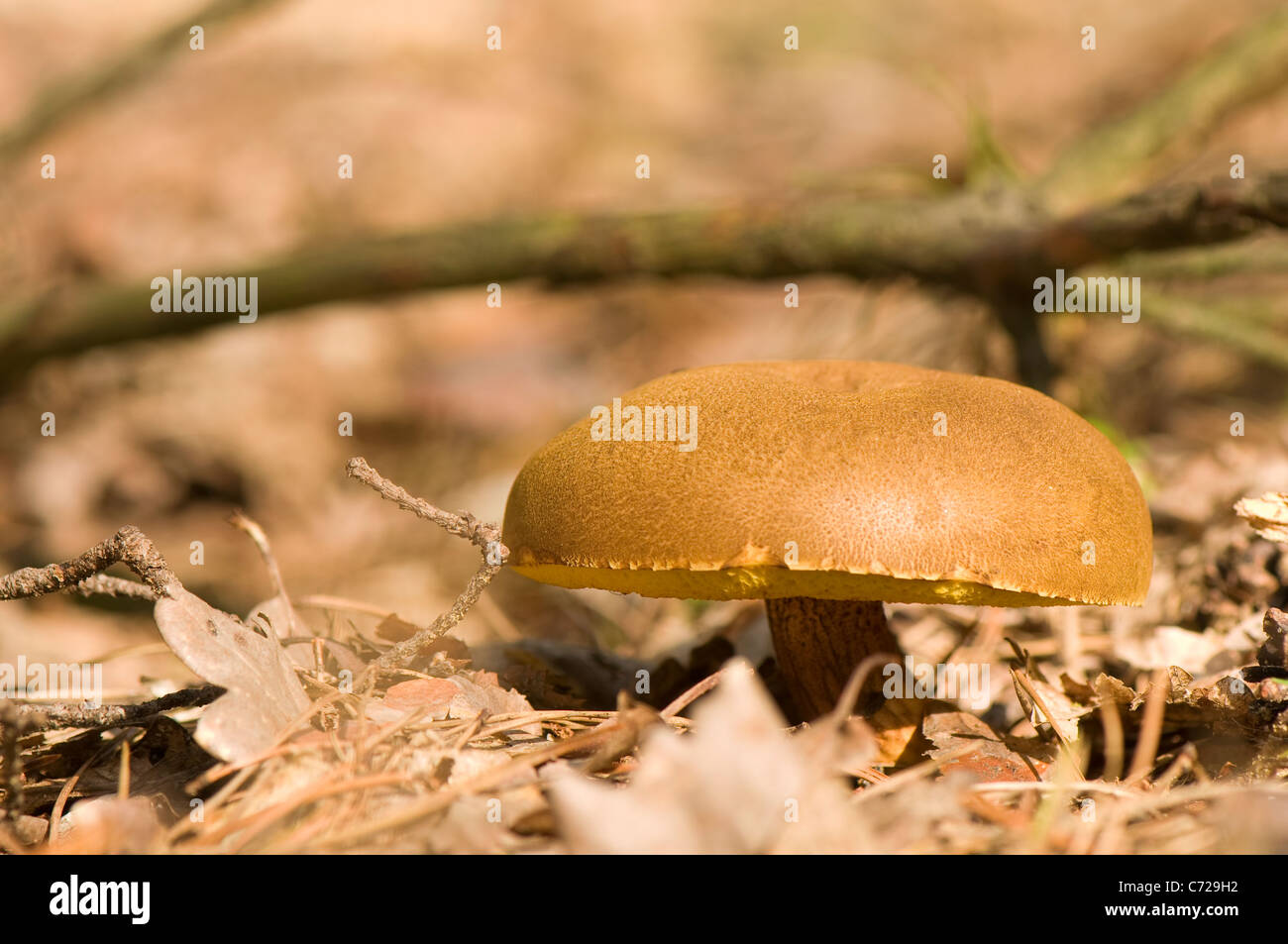 Boletaceae hi-res stock photography and images - Alamy