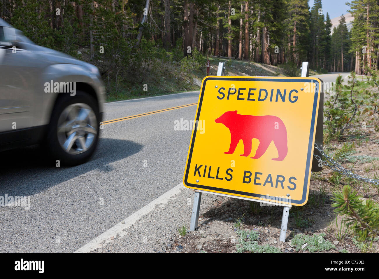 Car speeding past "Speeding Kills Bears" sign alongside Tioga Road ...