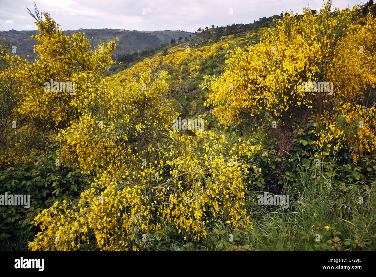 Yellow broom hi-res stock photography and images - Alamy