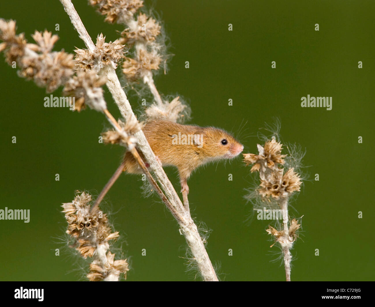 Eurasian harvest mouse Stock Photo - Alamy