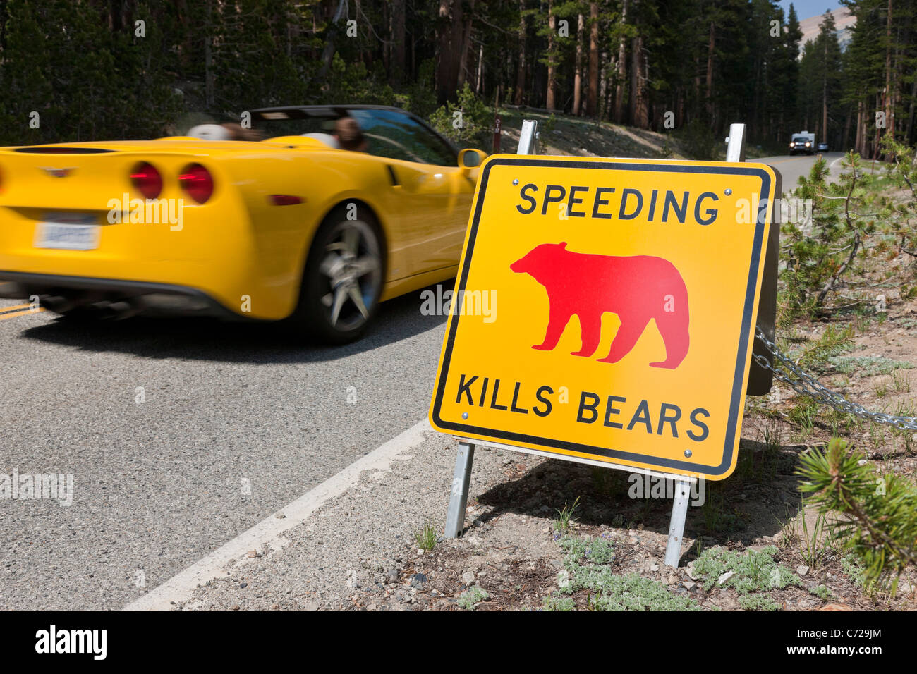 Yellow sports car speeding past "Speeding Kills Bears" sign alongside ...