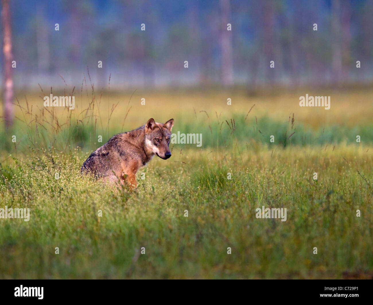 Wolf sitting hi-res stock photography and images - Alamy