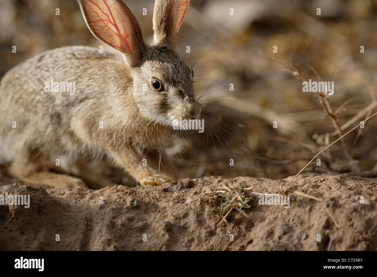 Black naped Jungle Hare Stock Photo - Alamy