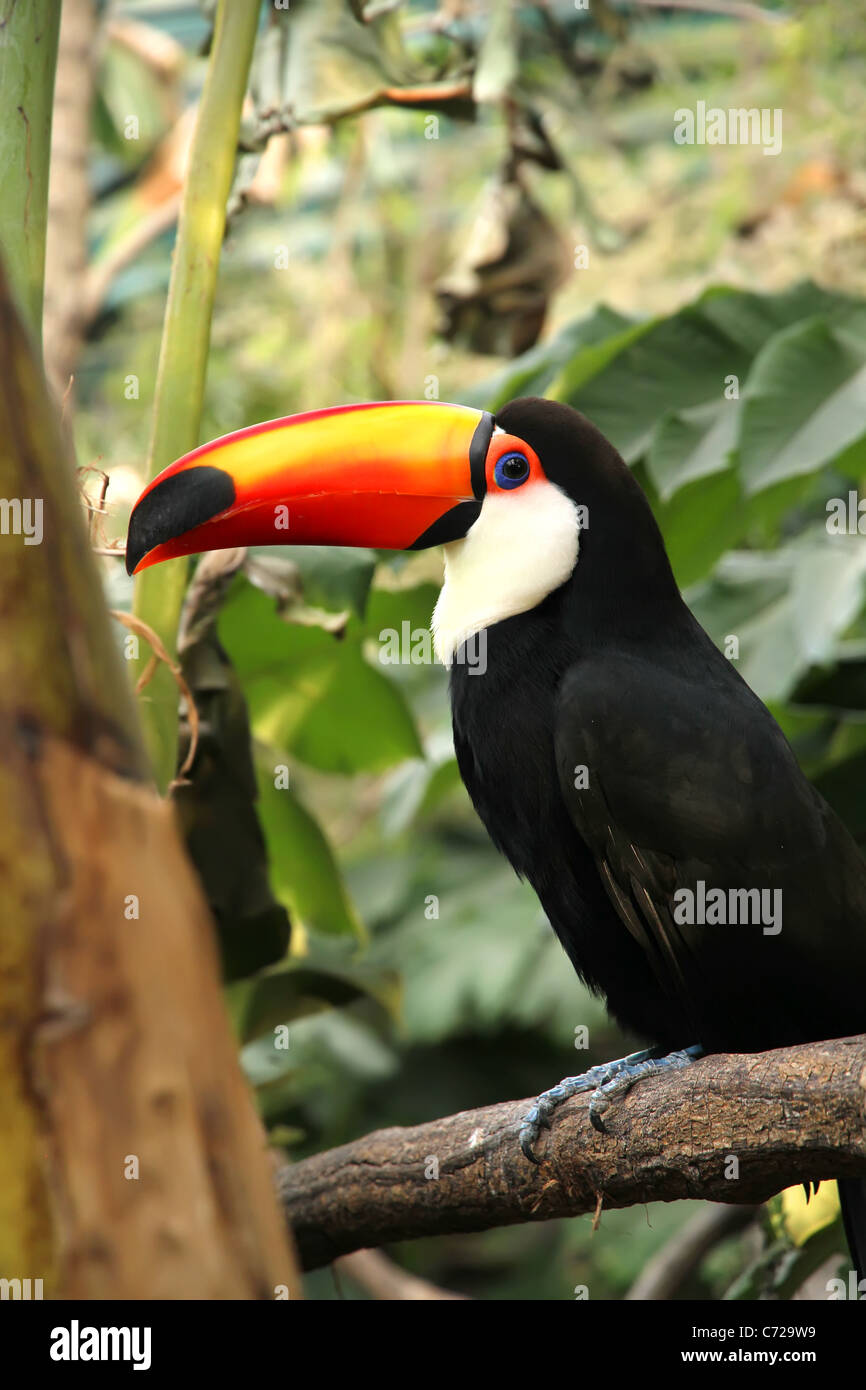 A Tucan sitting on a branch of a tree Stock Photo - Alamy