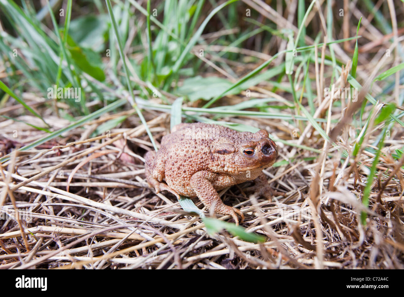 A toad with an open nasal cavity on coastal saltmarsh, Norfolk, UK ...