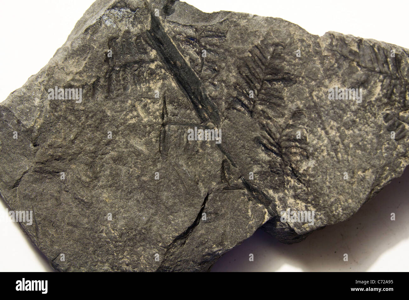a close up of a fossilized fern Stock Photo - Alamy