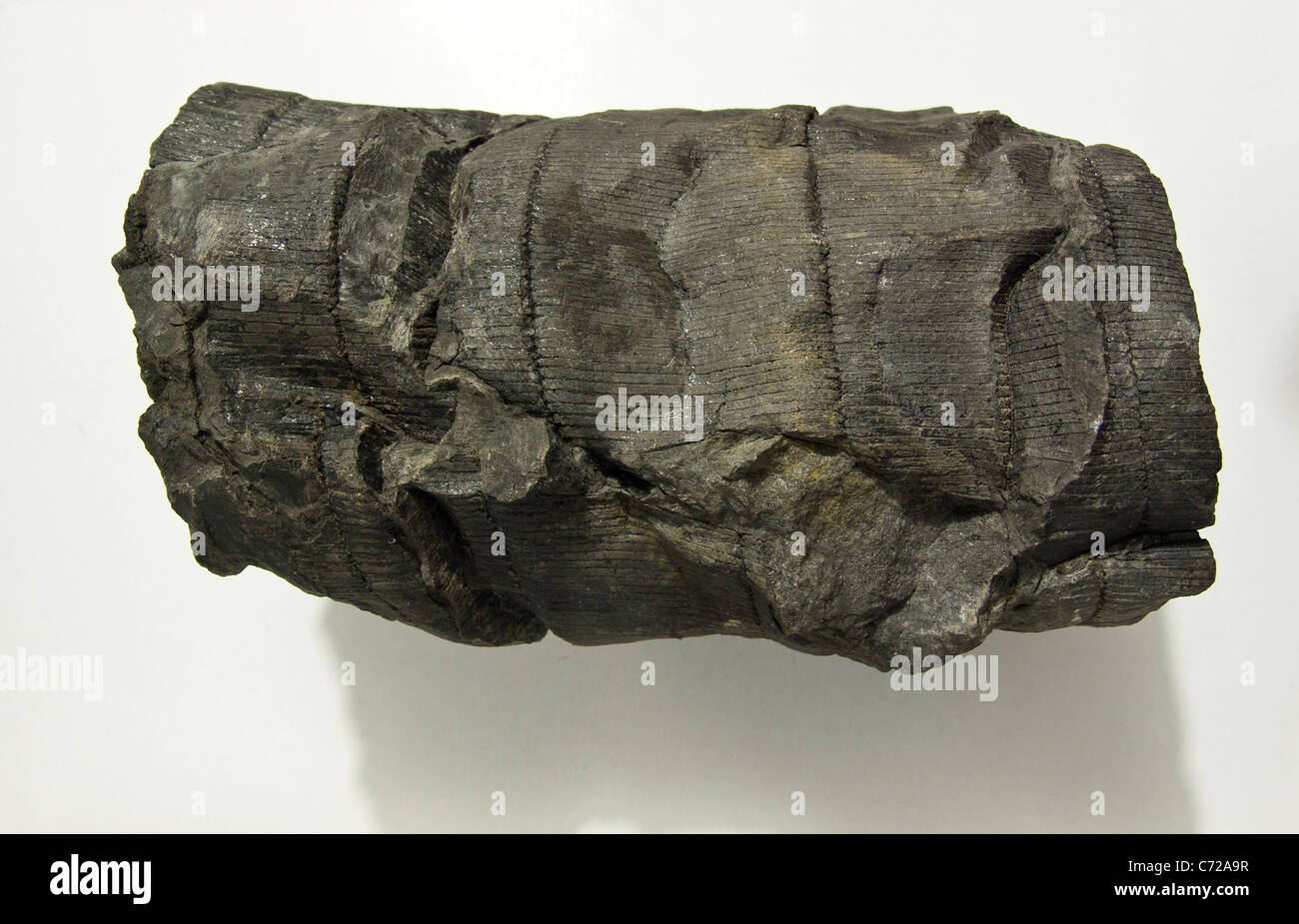a section of a fossilized tree trunk Stock Photo - Alamy