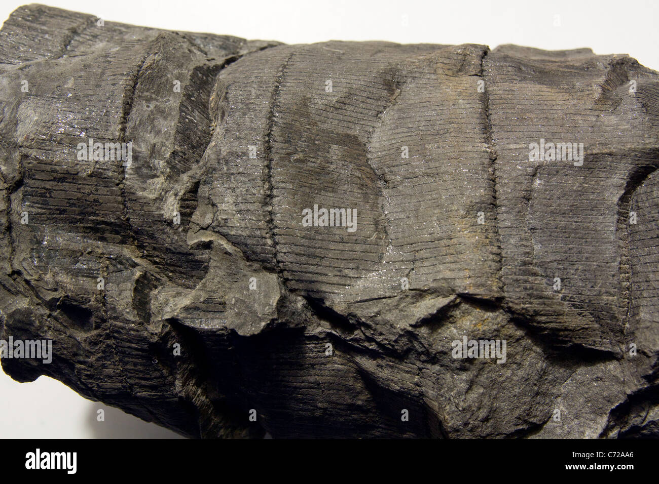 Fossilized tree hi-res stock photography and images - Alamy