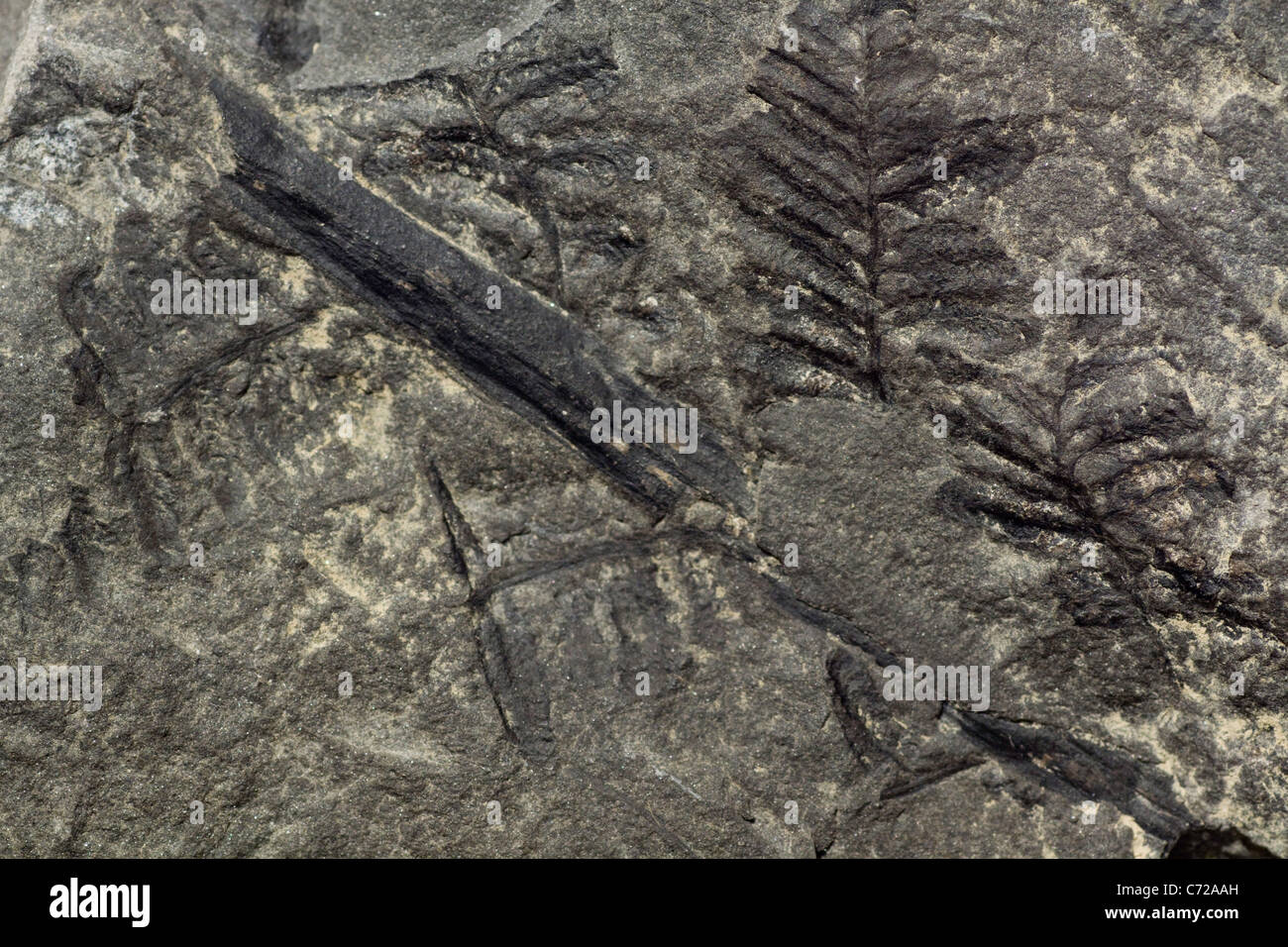 Fossilized fern hi-res stock photography and images - Alamy