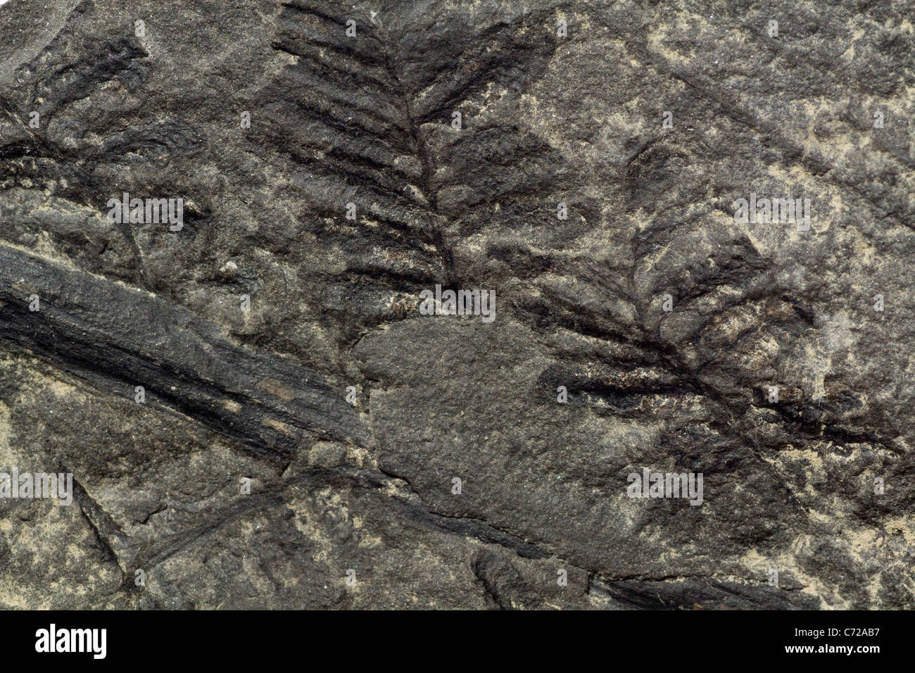 Fossil Fern High Resolution Stock Photography and Images - Alamy