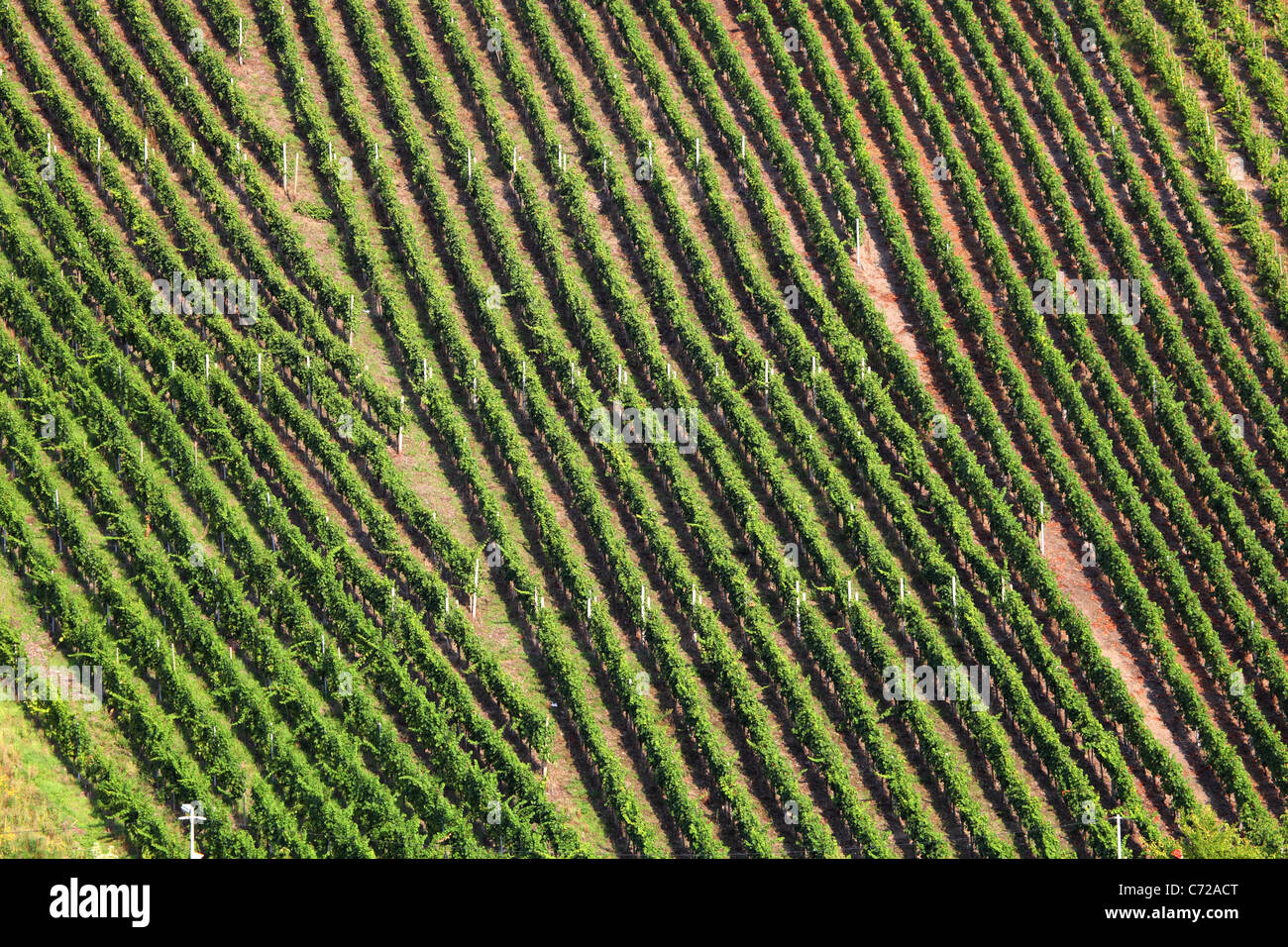 Aerial view over a vineyard Stock Photo - Alamy