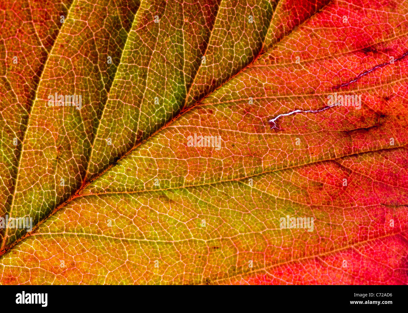 a close up view of a colorful leaf Stock Photo - Alamy