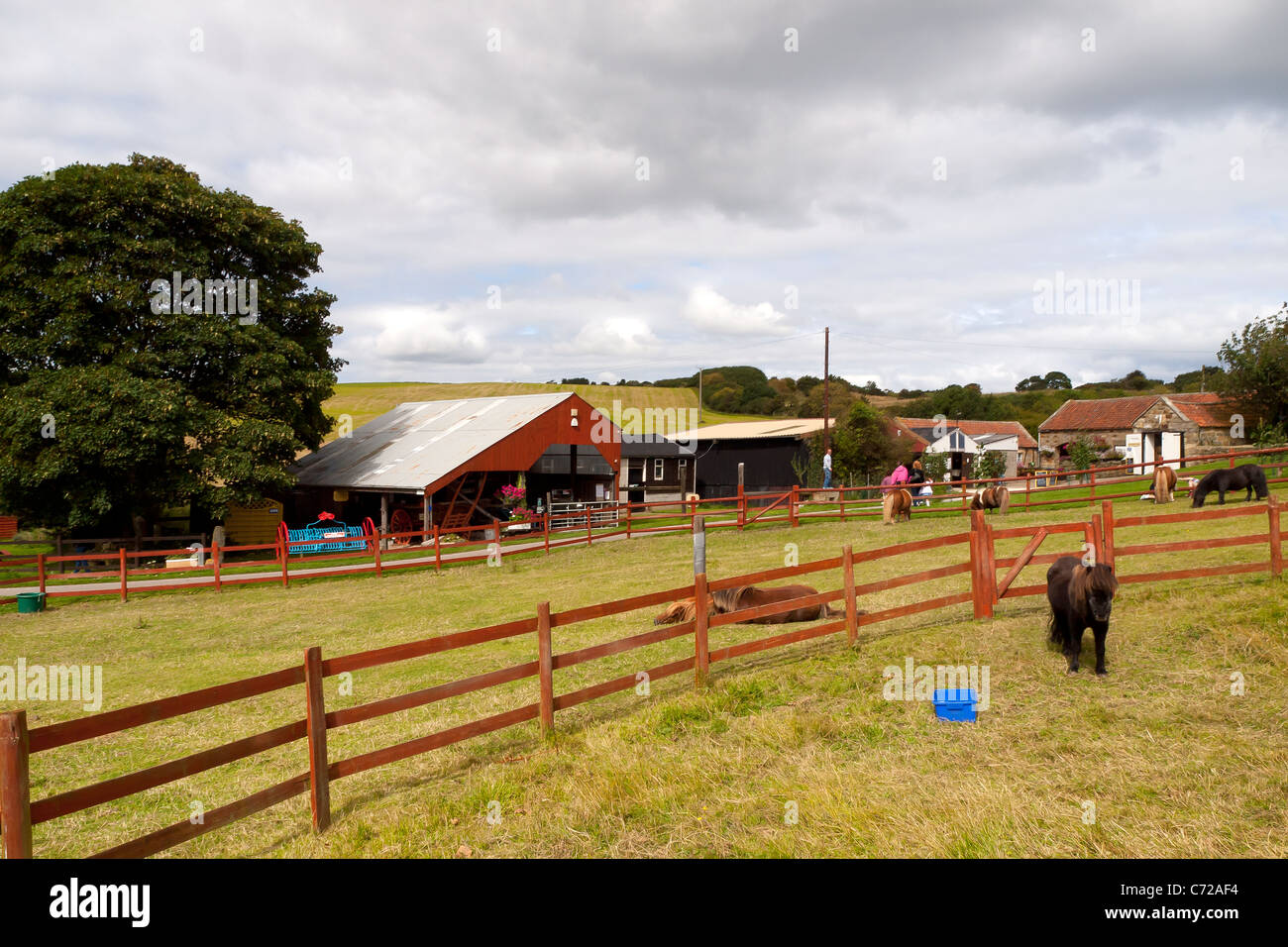 Staitondale Shire Horse Farm Visitor Attraction North Yorkshire Stock ...