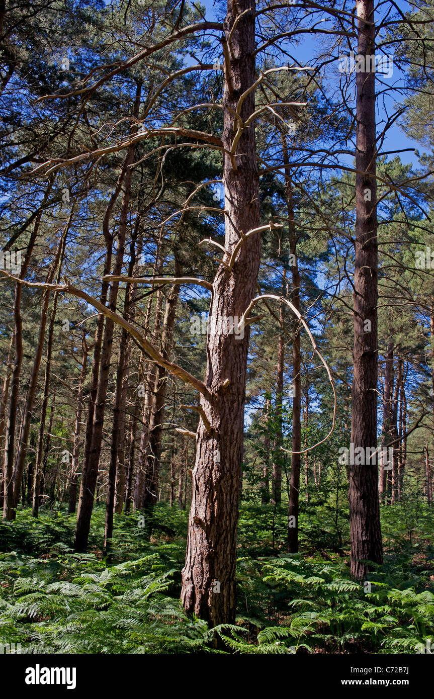 Rendlesham forest, Suffolk, UK Stock Photo - Alamy