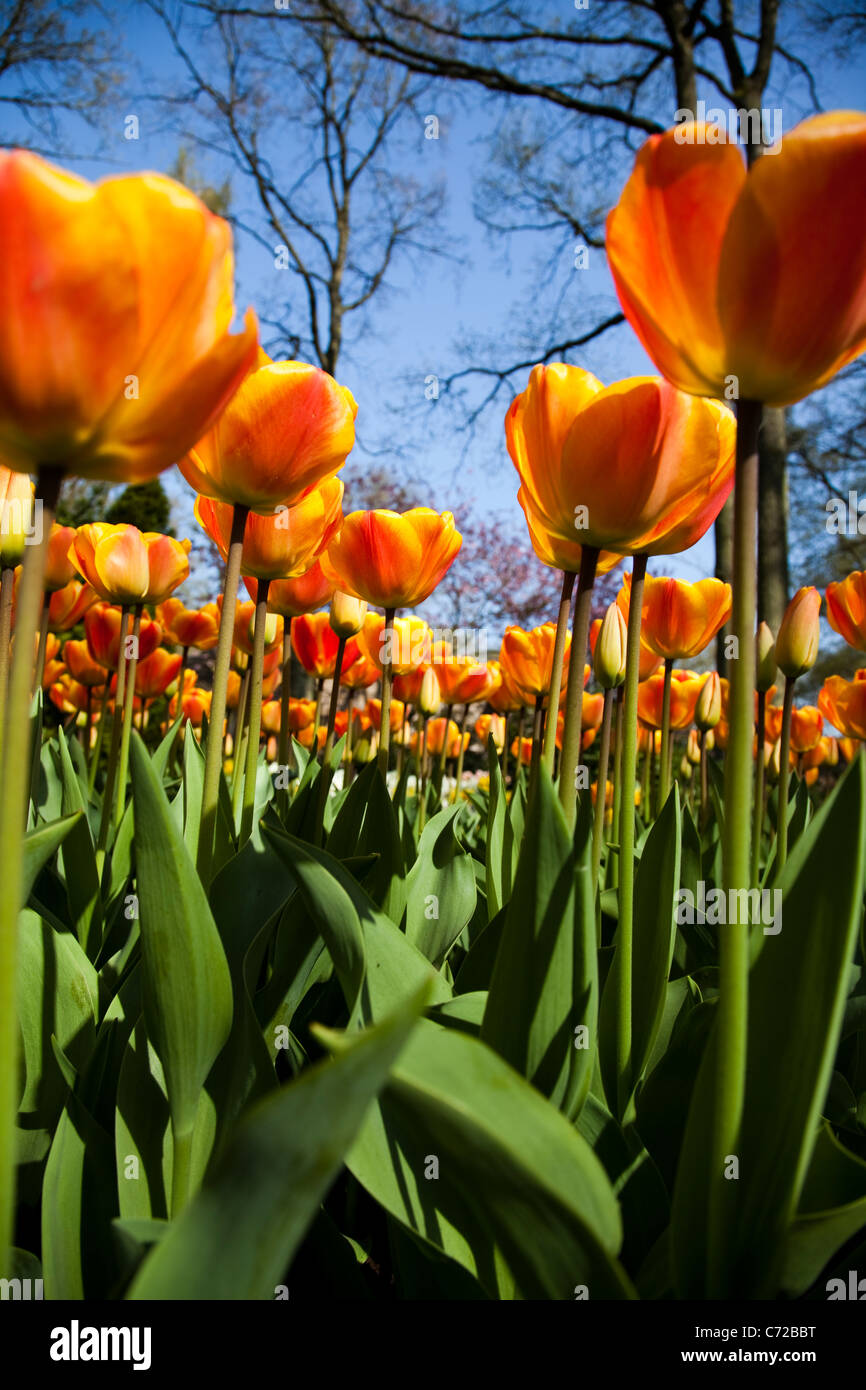Beautiful spring tulip Stock Photo - Alamy