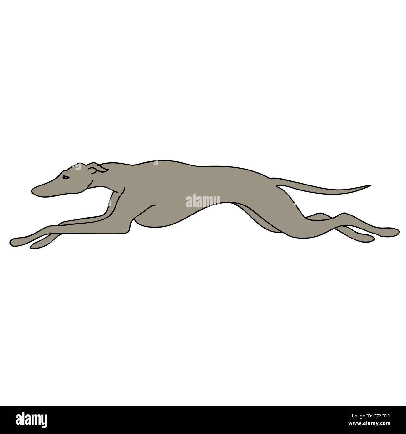 Dogs greyhounds dog racing hi-res stock photography and images - Alamy