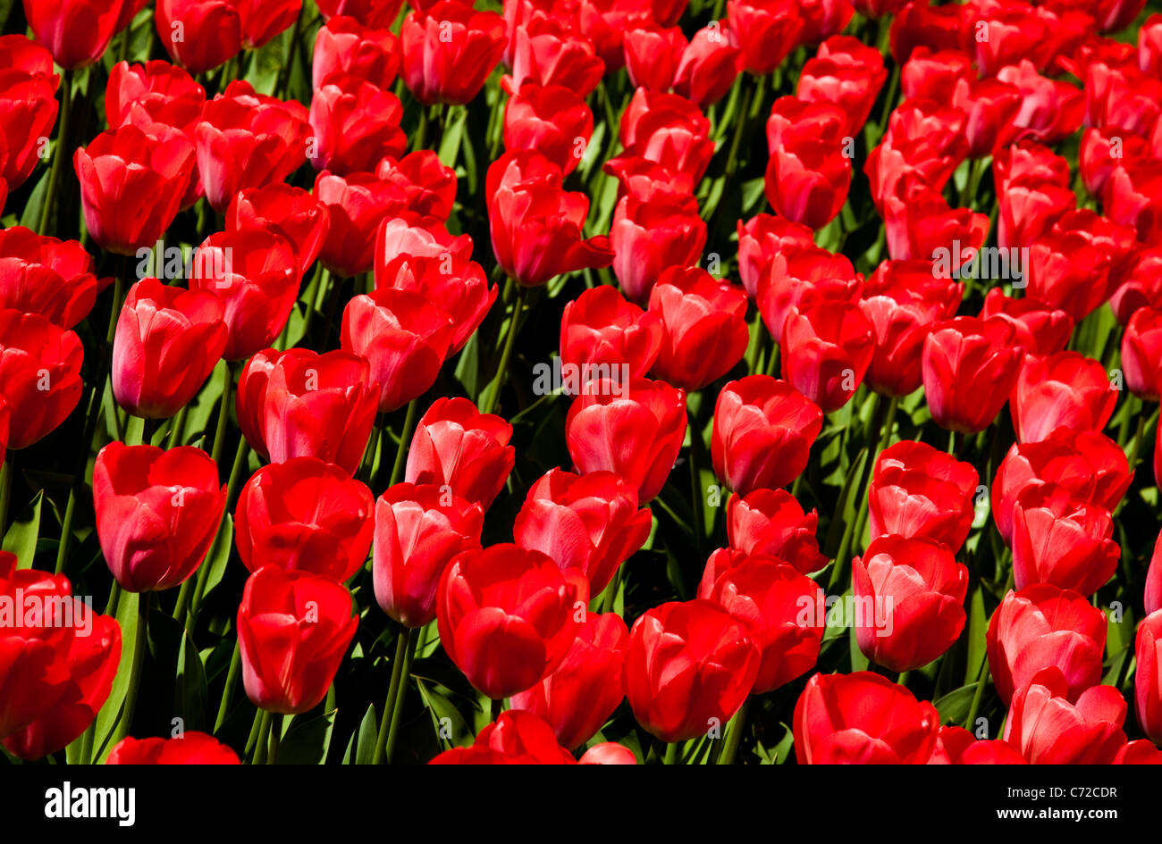 Red tulips background Stock Photo - Alamy