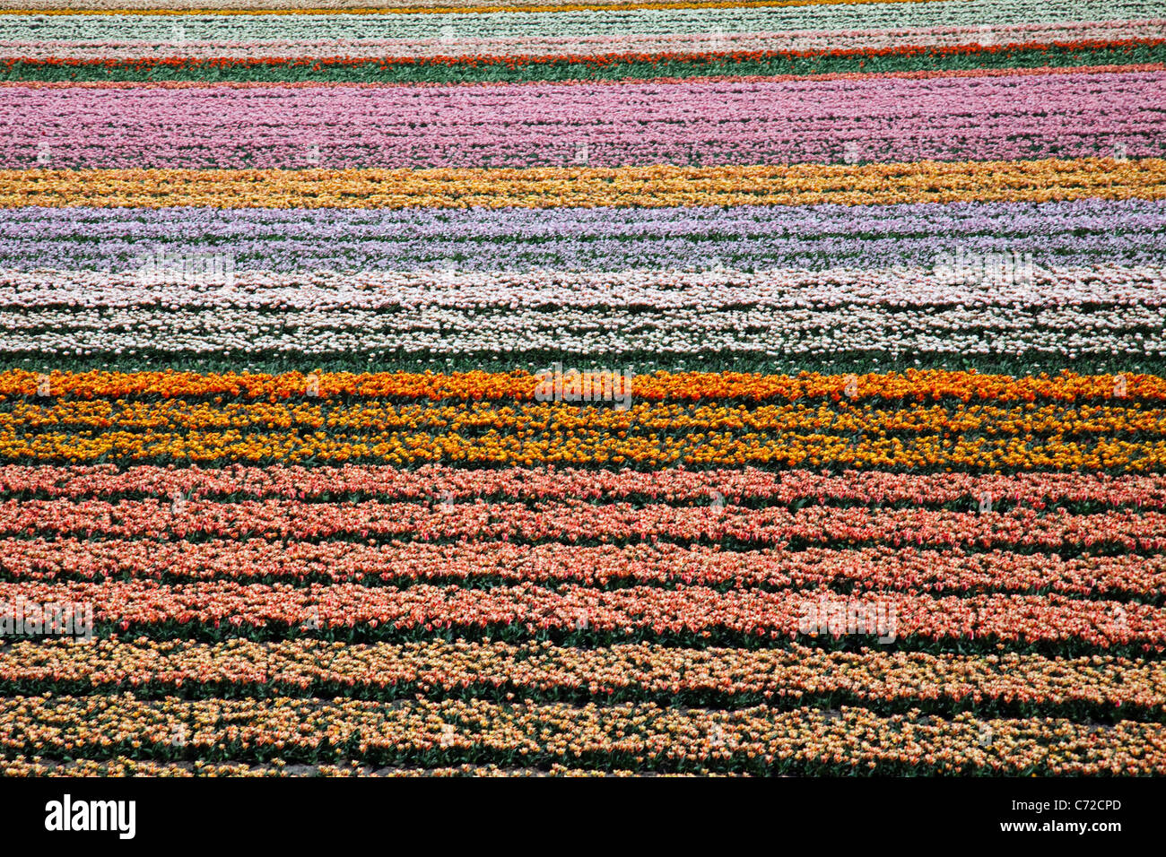 Multi colored tulips Stock Photo - Alamy