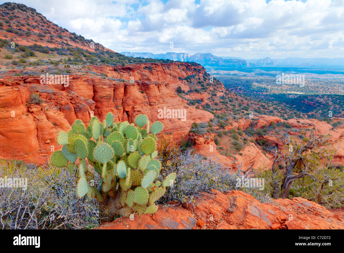 Rock cactus hi-res stock photography and images - Alamy