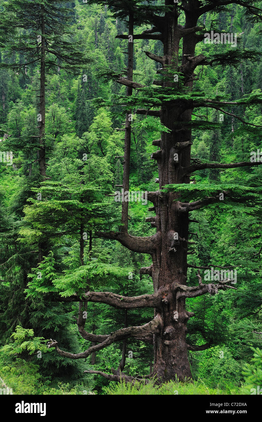 Trees forest manali himachal india hi-res stock photography and images ...
