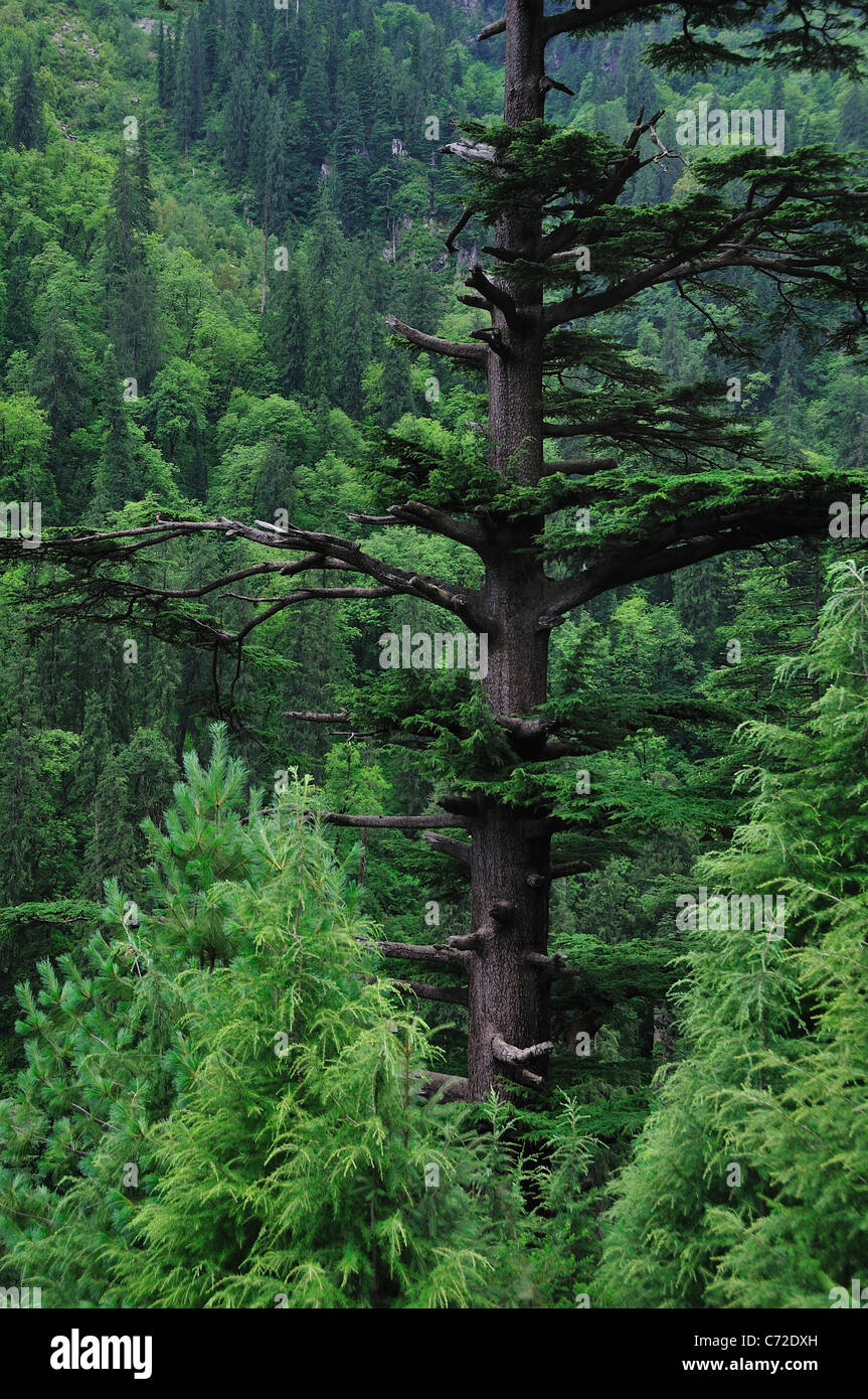 Manali is surrounded by Himalayan deep mountains Stock Photo - Alamy