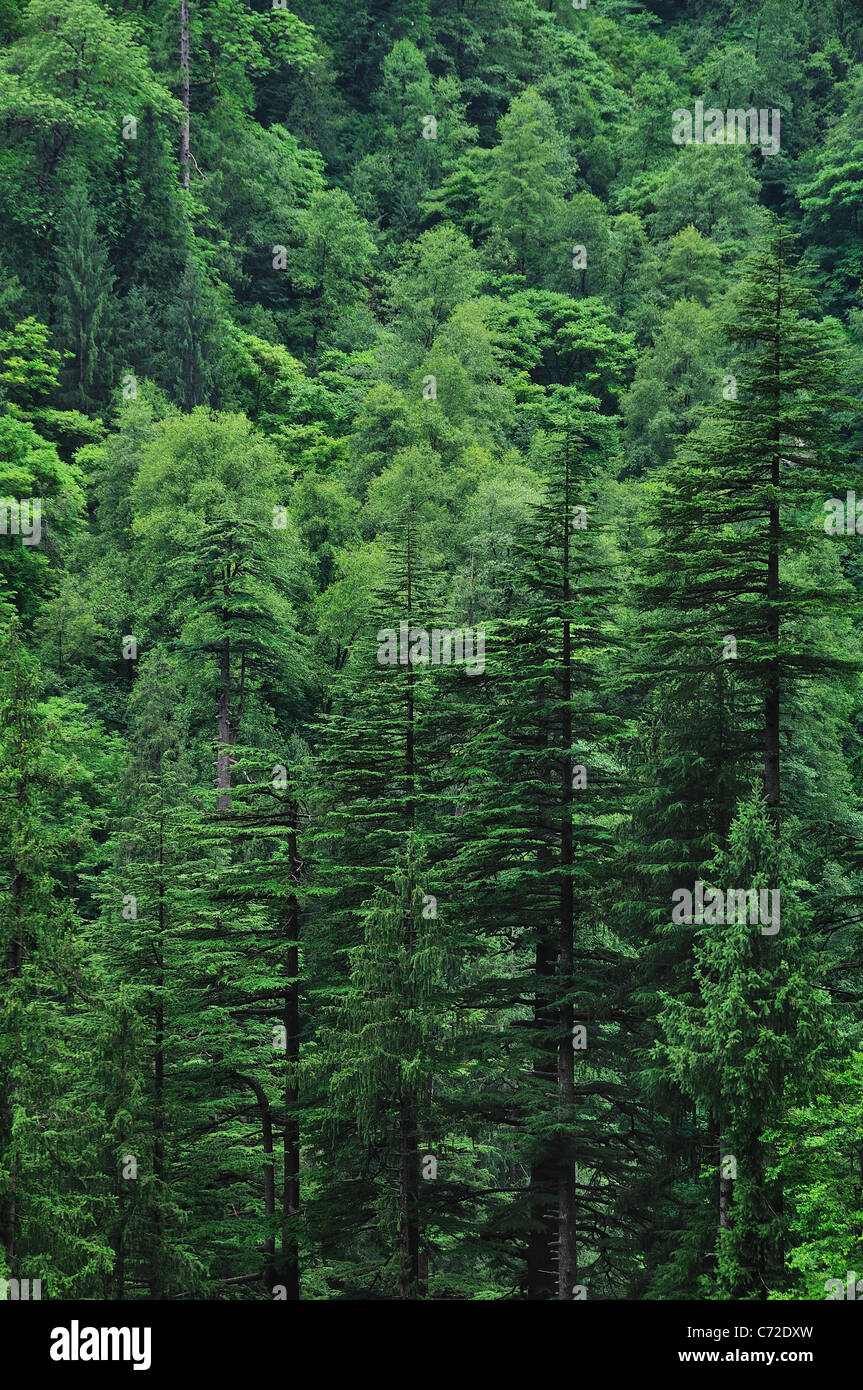 Trees forest manali himachal india hi-res stock photography and images ...