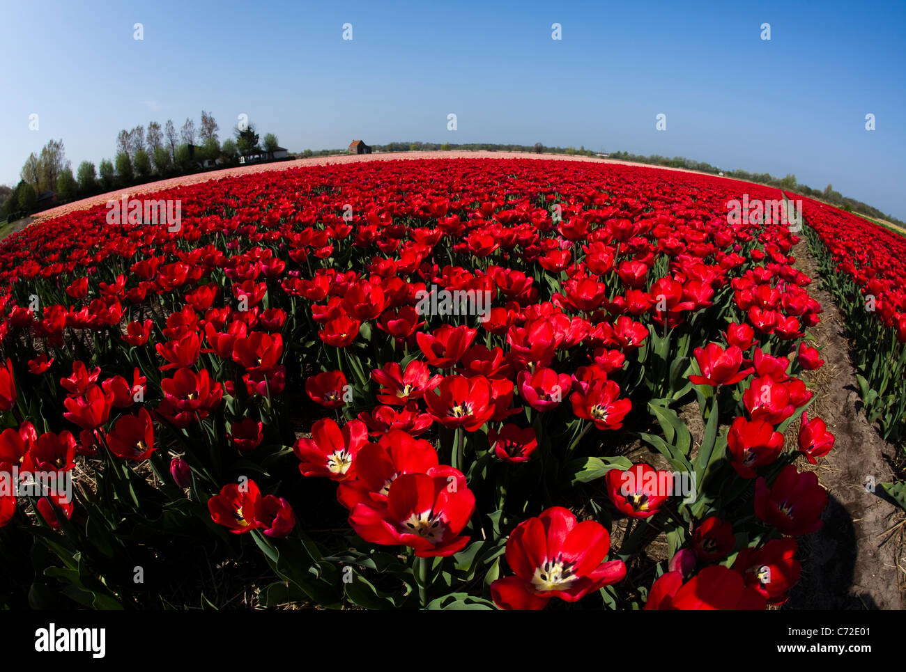 Red tulips background Stock Photo - Alamy