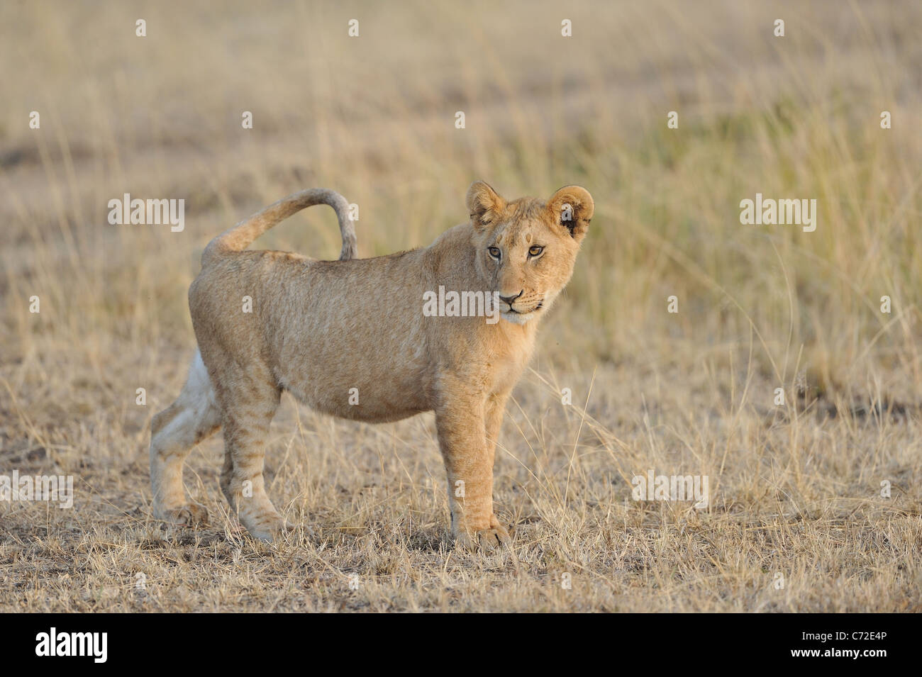East African lion - Massai lion (Panthera leo nubica) big cub standing ...