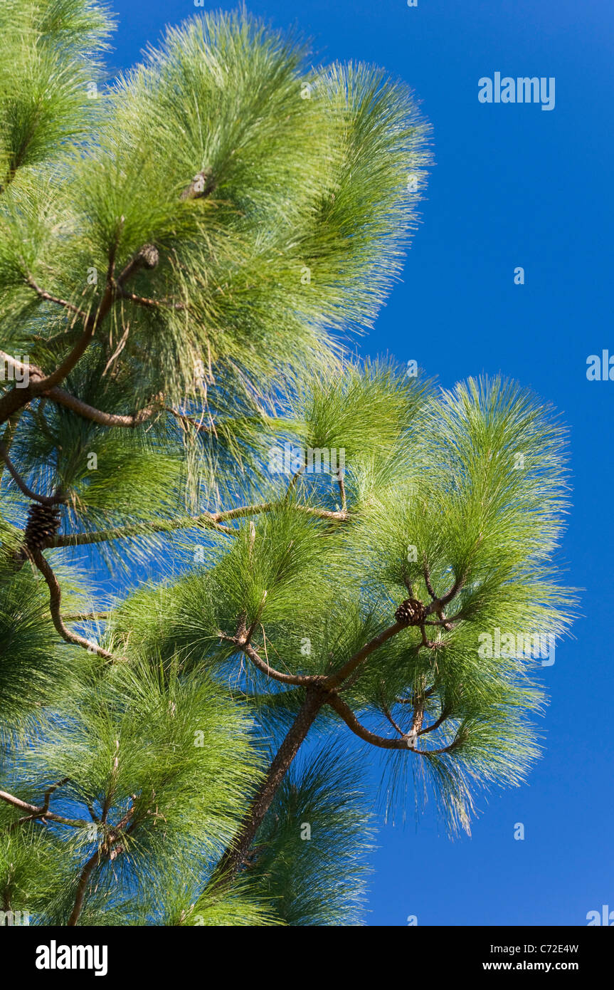 Young pine tree Stock Photo - Alamy