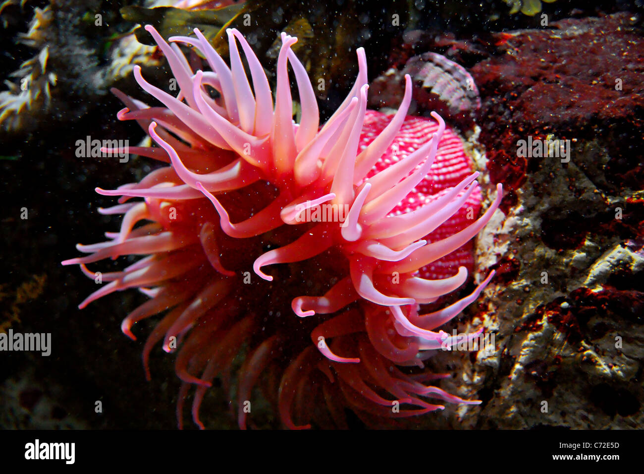Sea Anemone, Monterey Bay Aquarium, California Stock Photo - Alamy