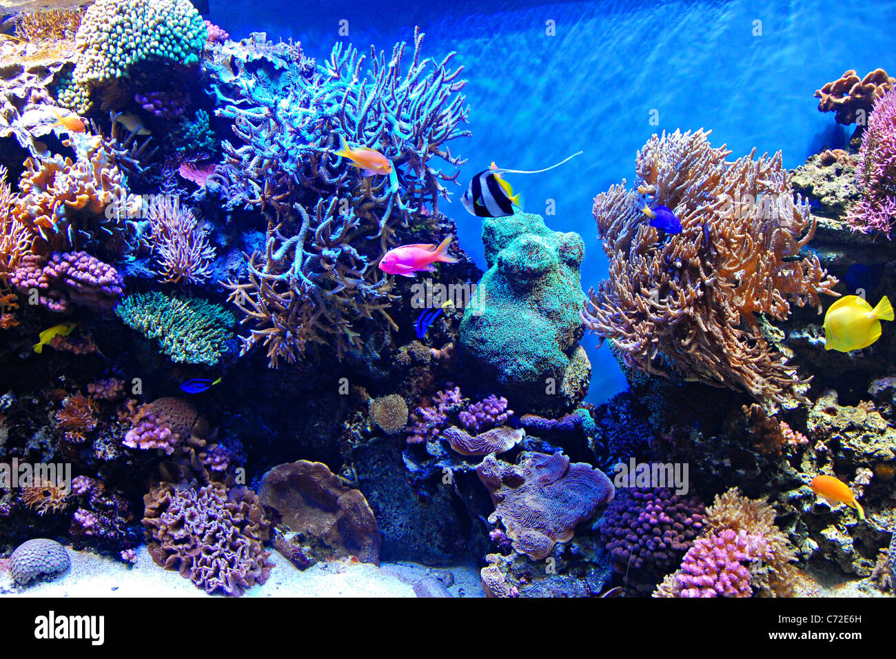 Reef Fish, Monterey Bay Aquarium Stock Photo - Alamy