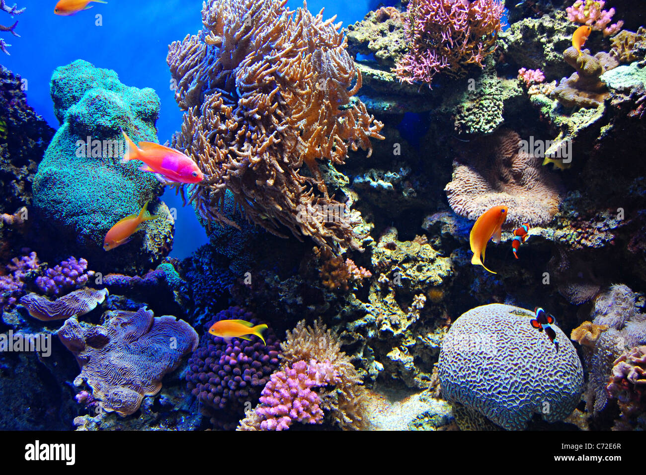 Reef Fish, Monterey Bay Aquarium Stock Photo - Alamy