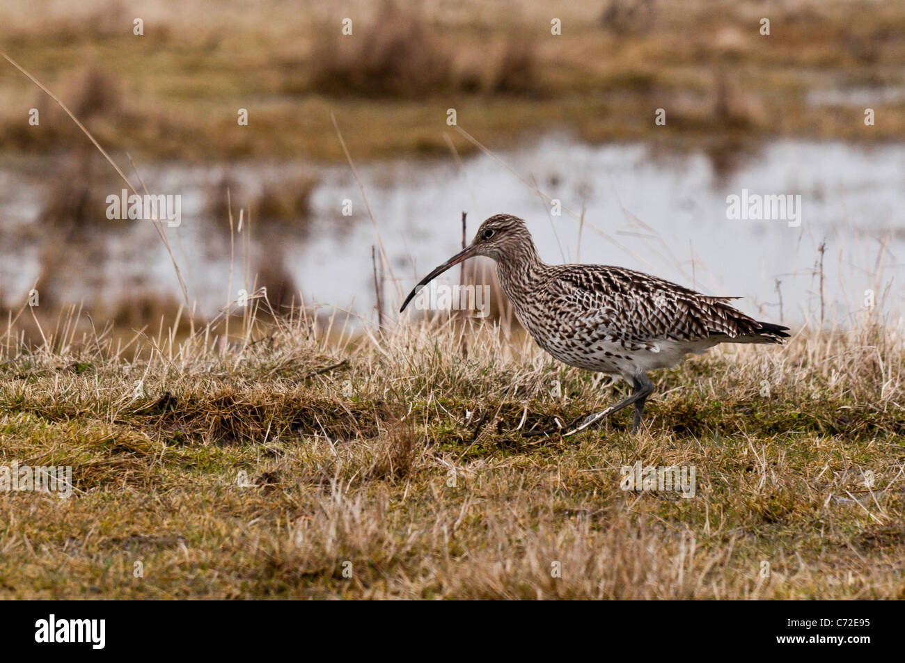 Eurasian Curlew (Numenius arquata Stock Photo - Alamy