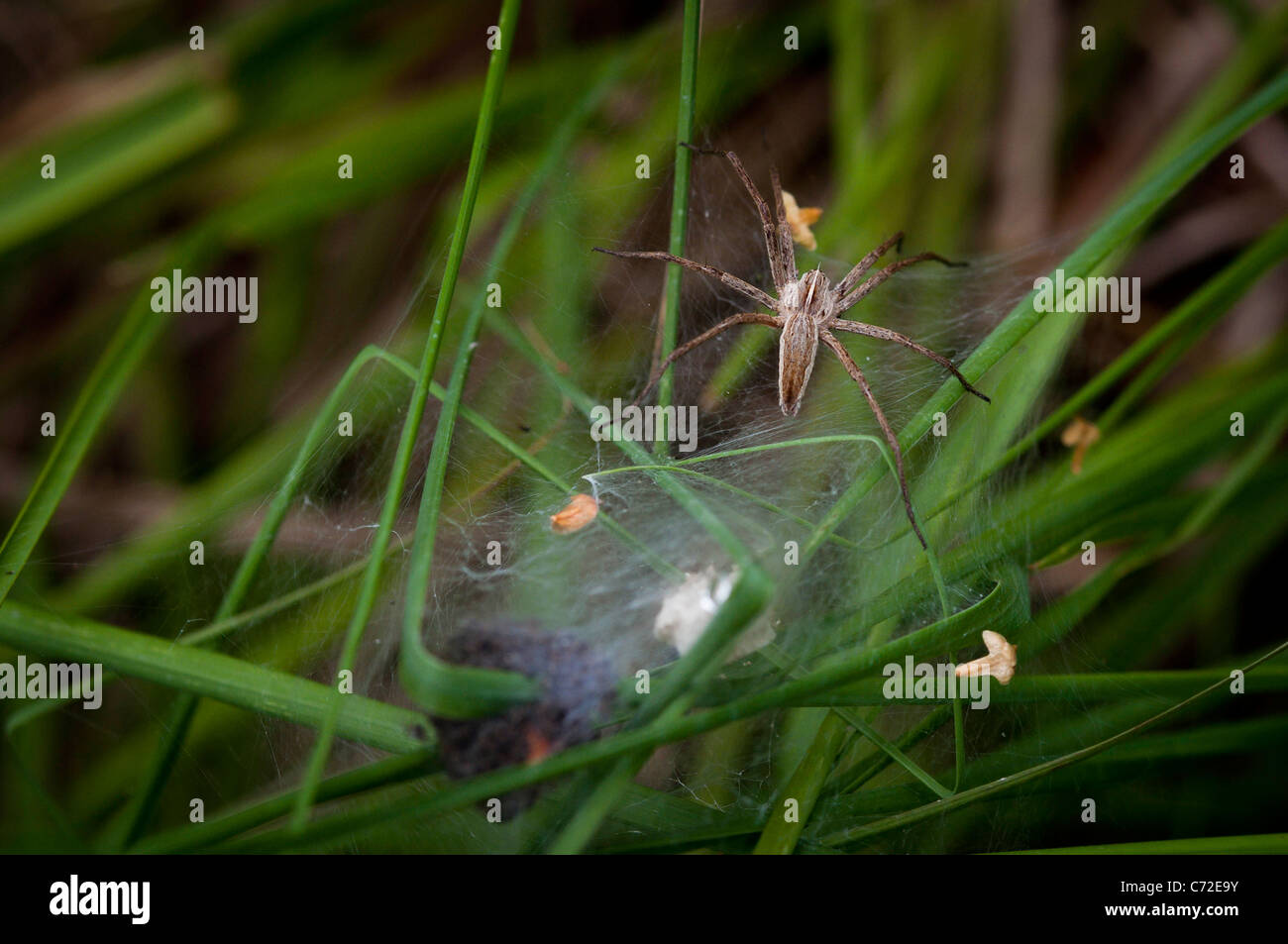 Nursery web spider (Pisaura mirabilis Stock Photo - Alamy