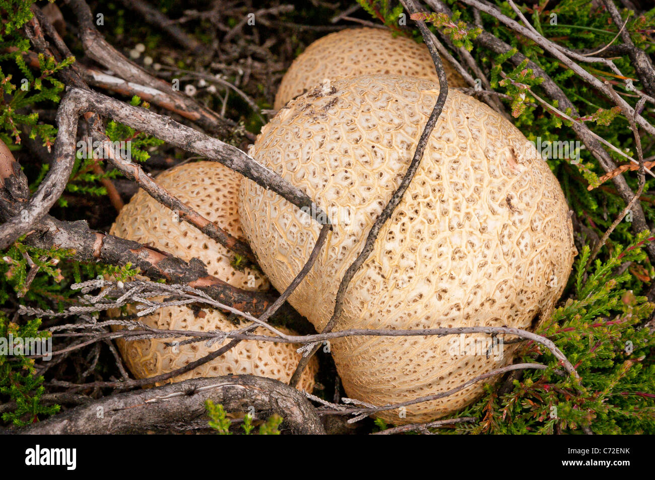 Scleroderma areolatum fungus hi-res stock photography and images - Alamy