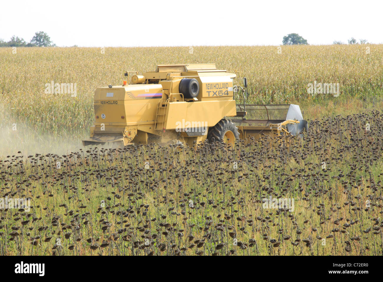 Sun flower harvest Stock Photo - Alamy
