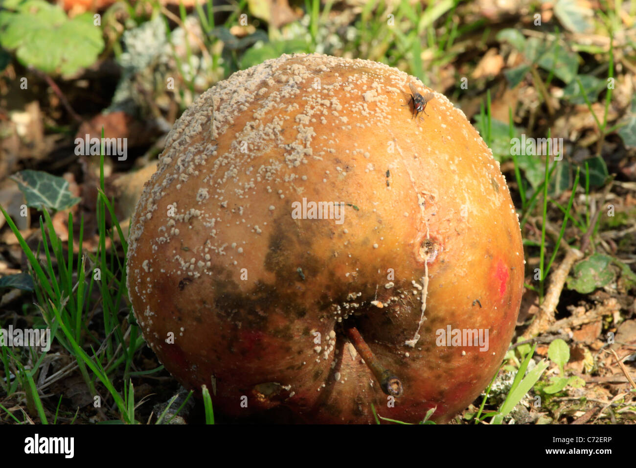 Mouldy apple hi-res stock photography and images - Alamy