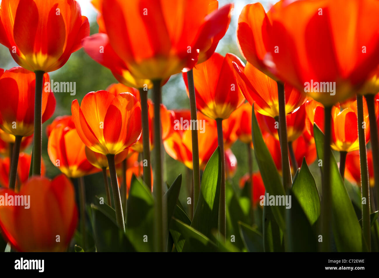 Red tulips background Stock Photo - Alamy
