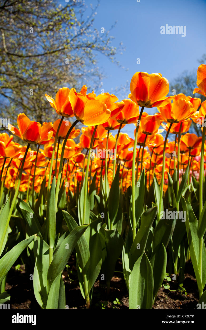 Beautiful spring tulip Stock Photo - Alamy