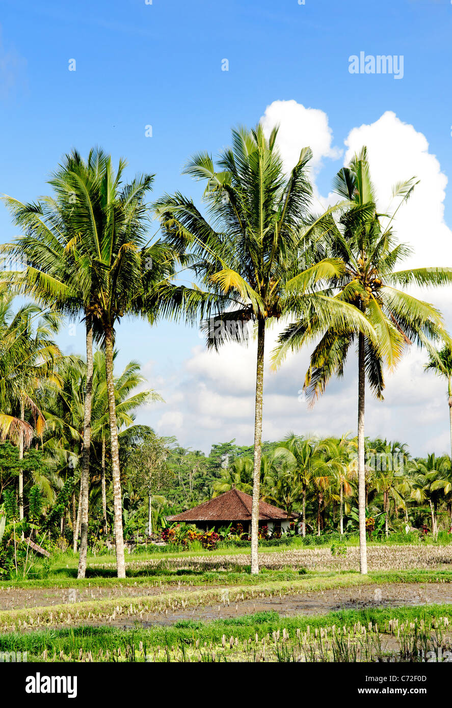 tropical landscape in bali indonesia Stock Photo - Alamy