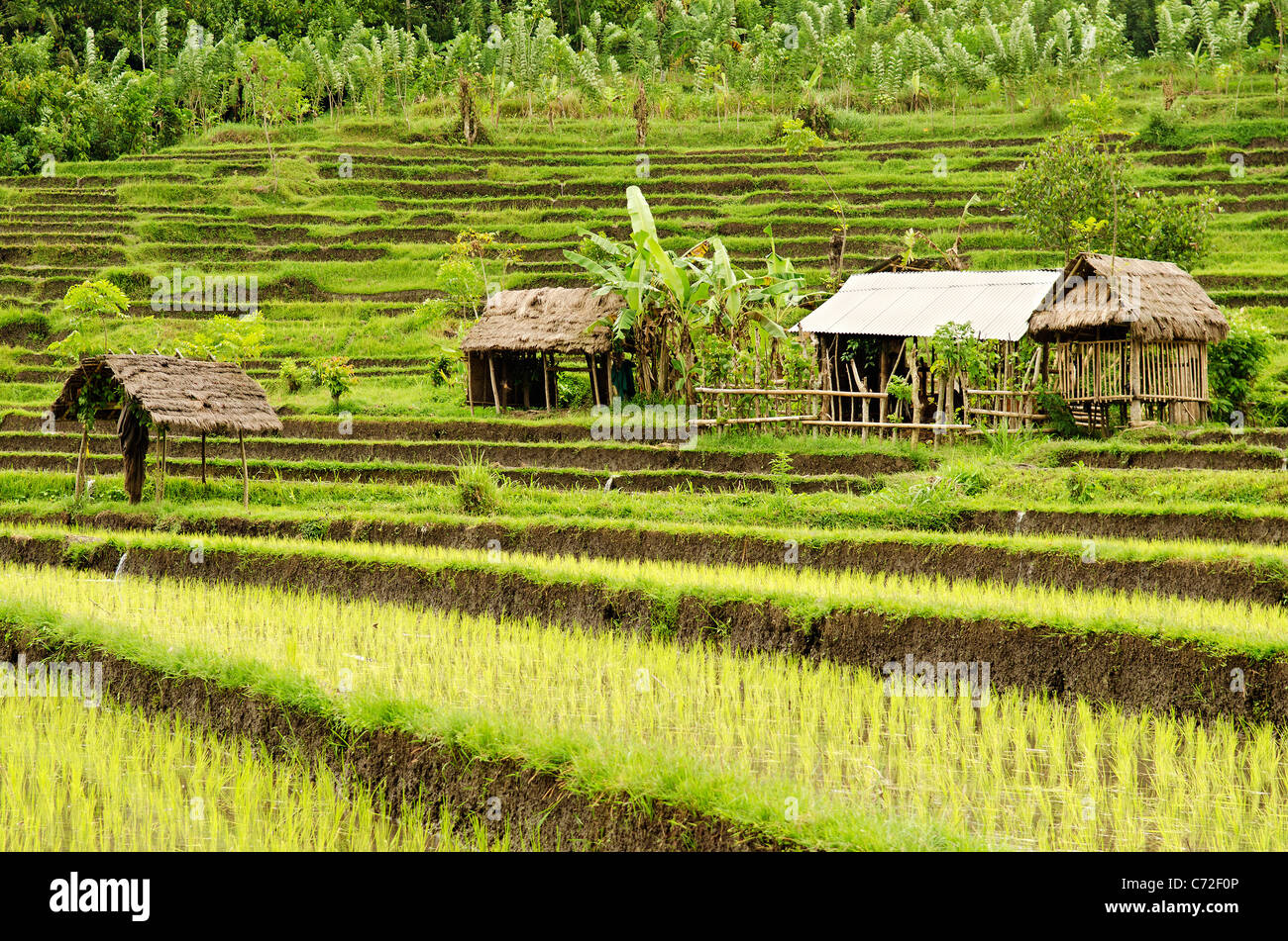 rice field and houses in bali indonesia Stock Photo - Alamy
