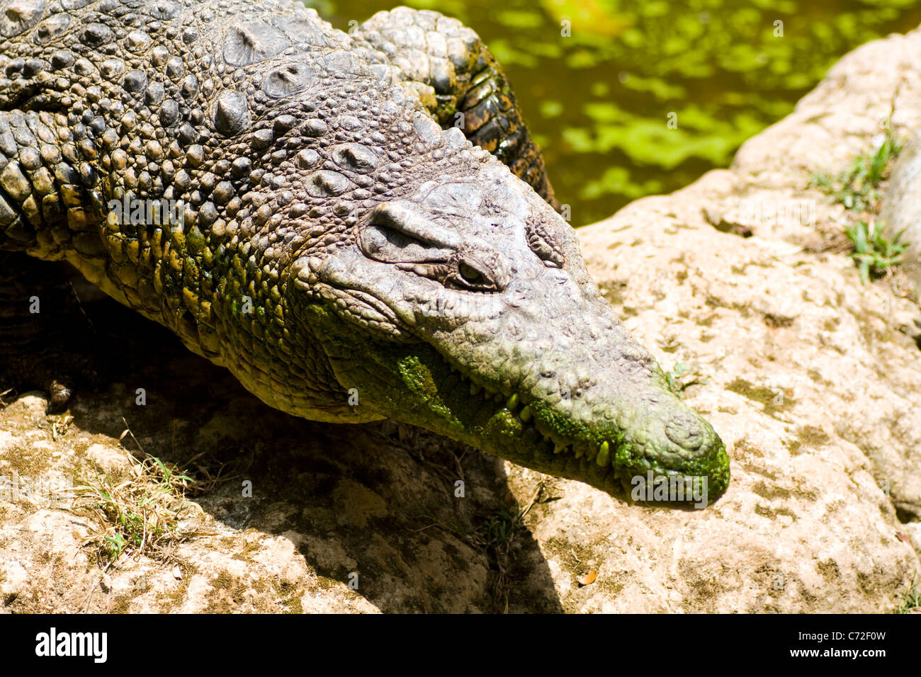 Portrait of a crocodile Stock Photo - Alamy