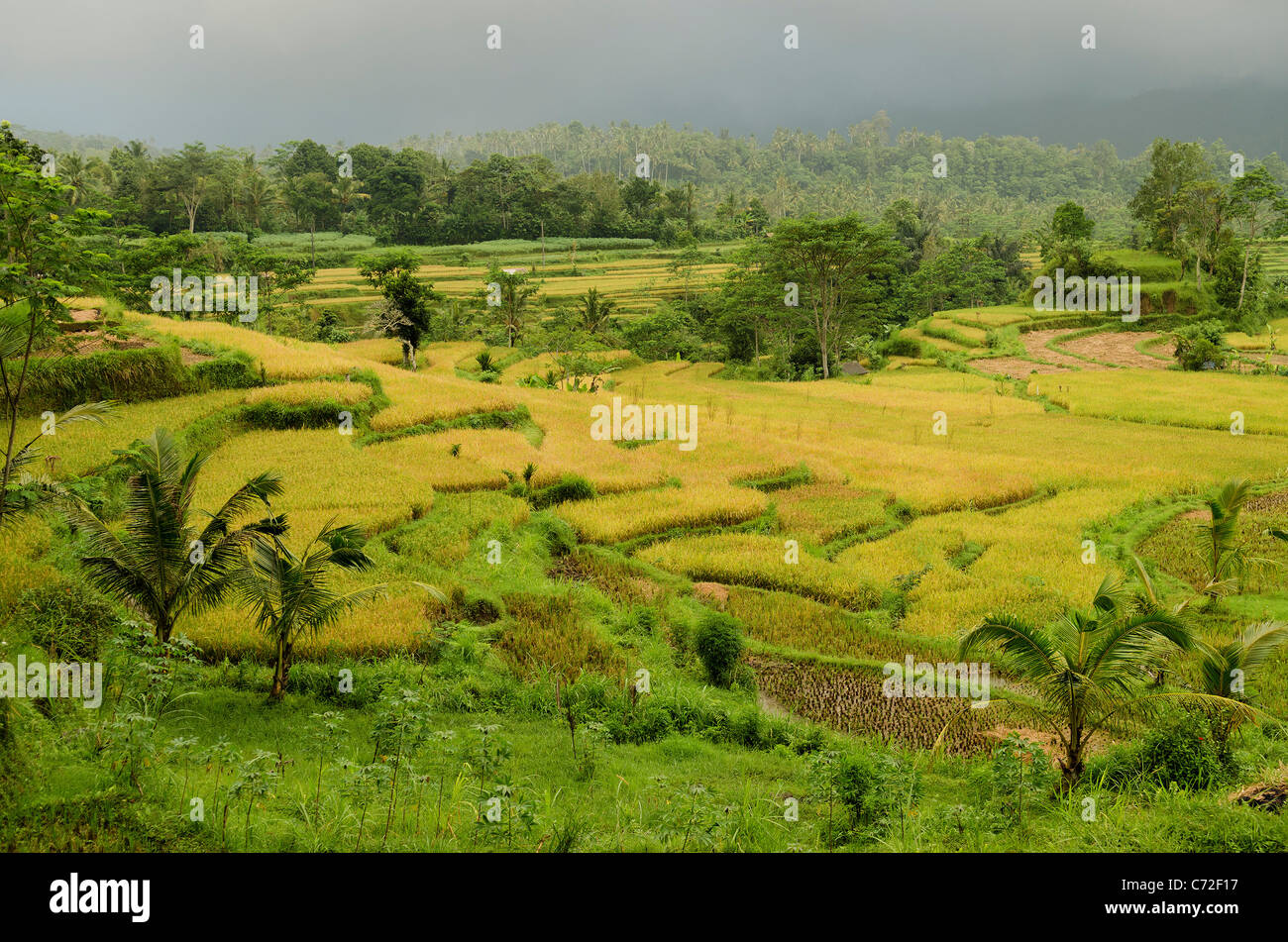 landscape of bali, indonesia Stock Photo - Alamy