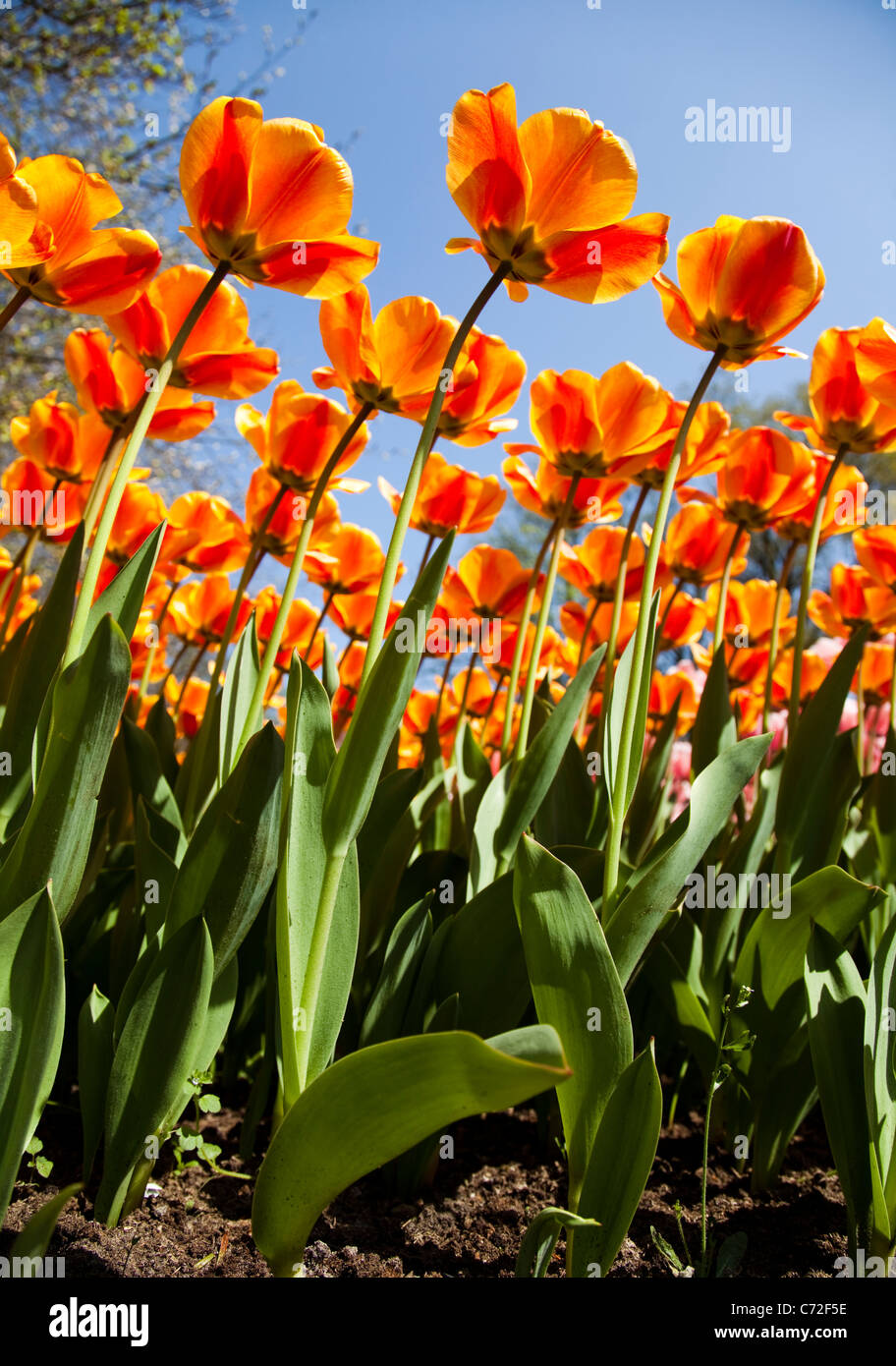 Beautiful spring tulip Stock Photo - Alamy