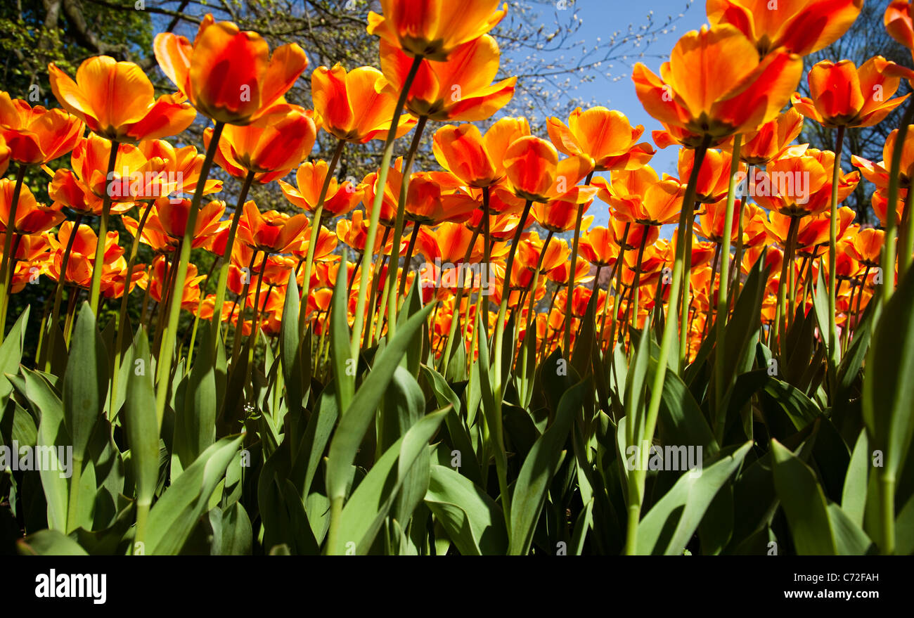 Beautiful spring tulip Stock Photo - Alamy