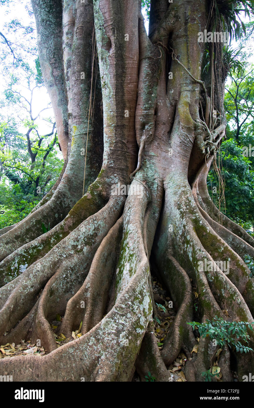 big tree root Stock Photo - Alamy
