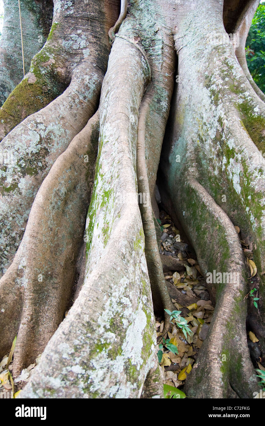 big tree root Stock Photo - Alamy