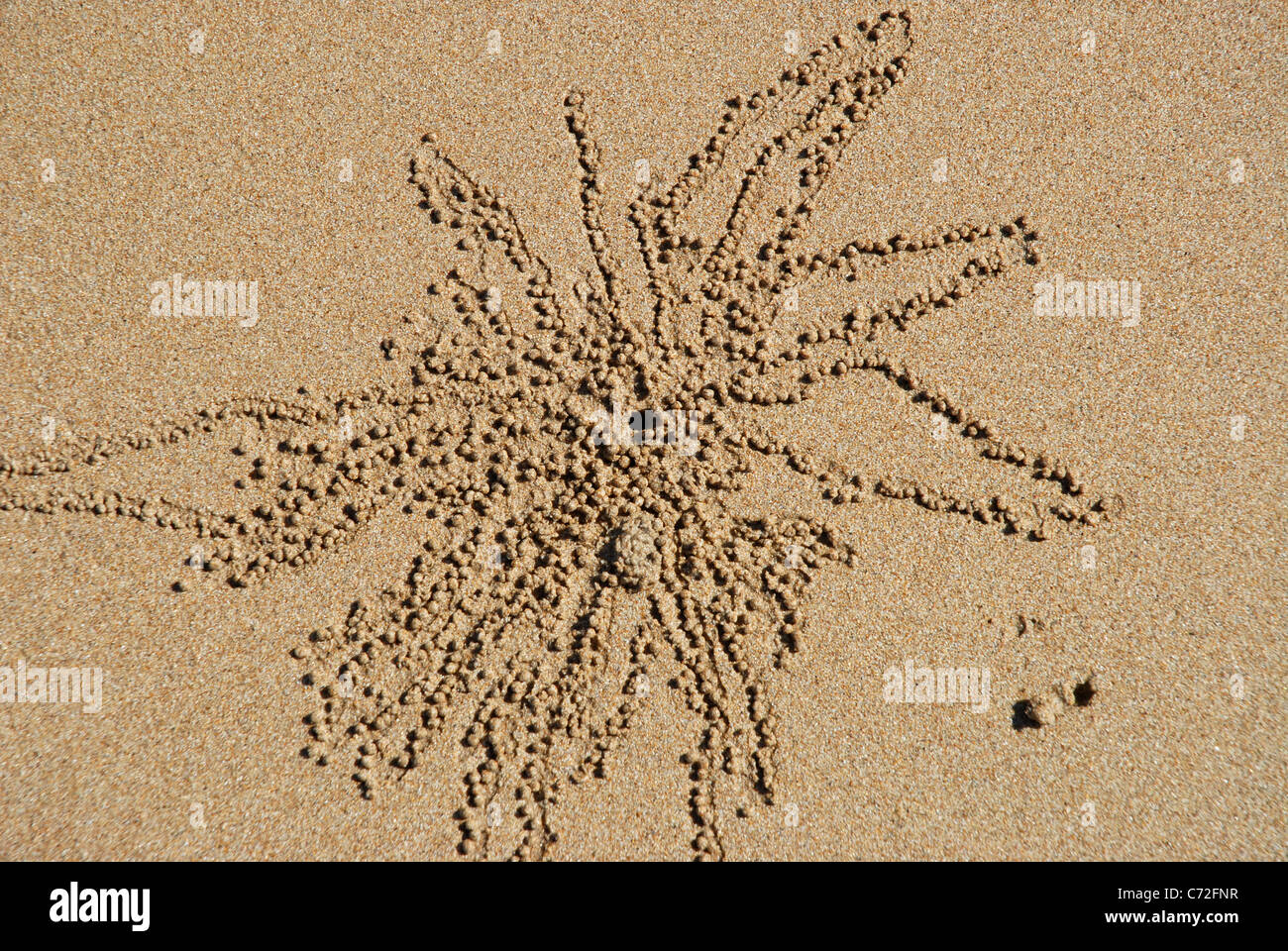 patterns in sand made by crab on the beach, Florence Bay, Magnetic ...