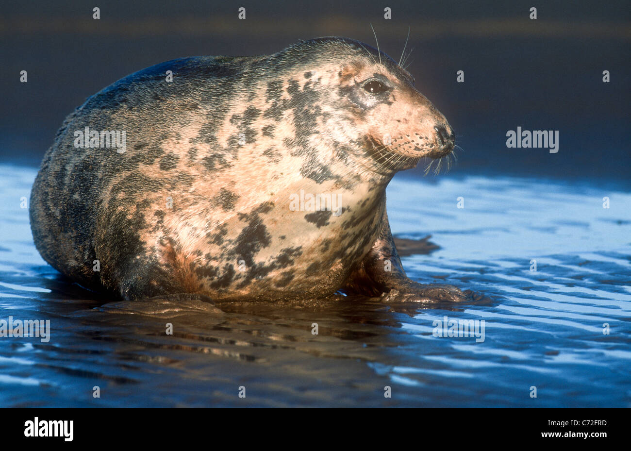 Grey seal, Halichoerus grypus, Donna Nook, Lincolnshire Stock Photo - Alamy