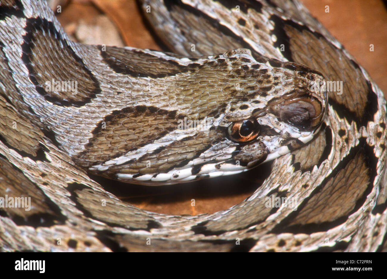 Daboia russelli hi-res stock photography and images - Alamy